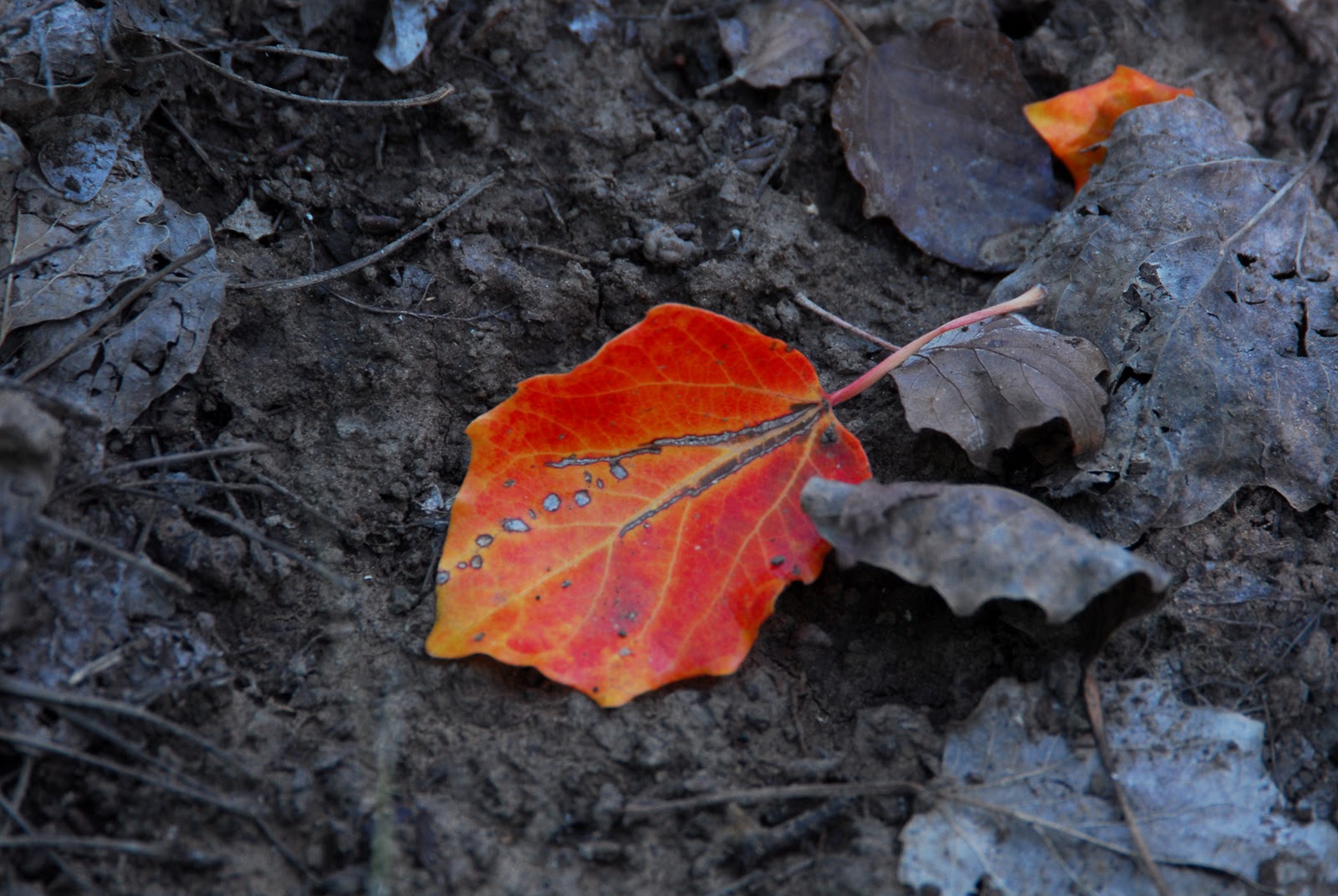 Postcards from a Small Planet: Karoo autumn colours