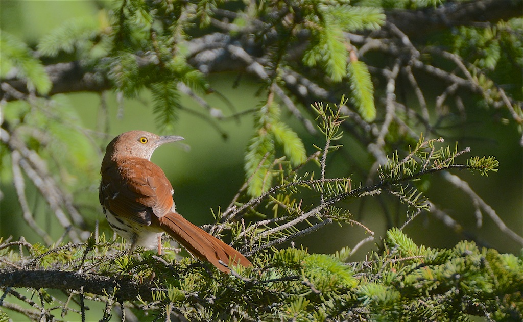 Moqueur roux - Brown Trasher