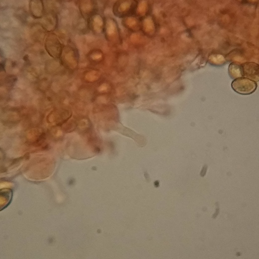 Misidentifying Fungi: Graffham Common Fungus Walk