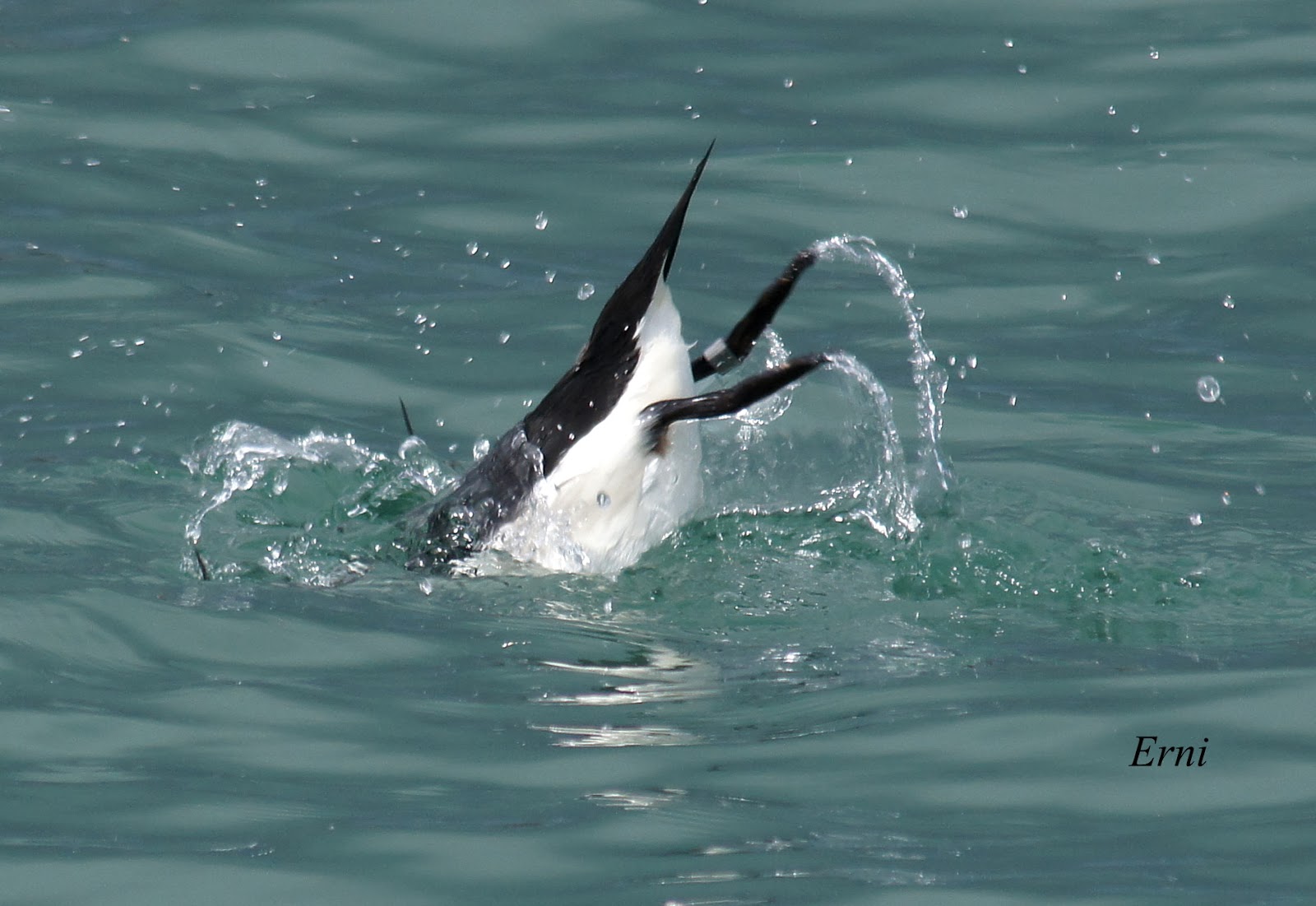 NO SIN MIS PRISMÁTICOS: ALCAS DE IMPRESIONANTES PICOS O LO QUE ES LO ...