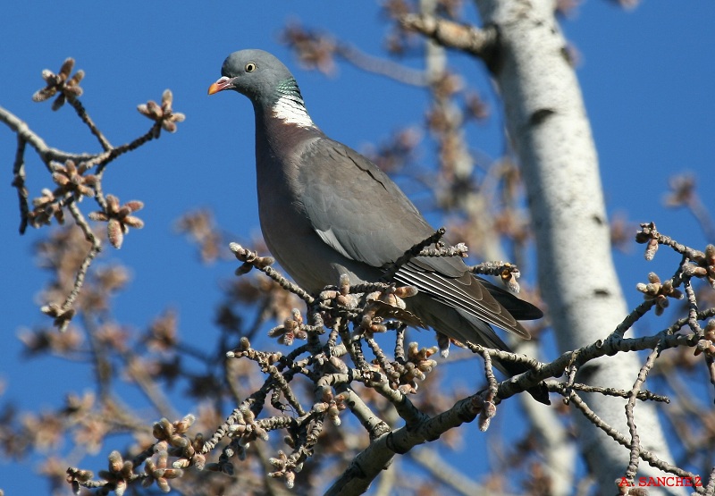 Aves de Aragón : Paloma torcaz