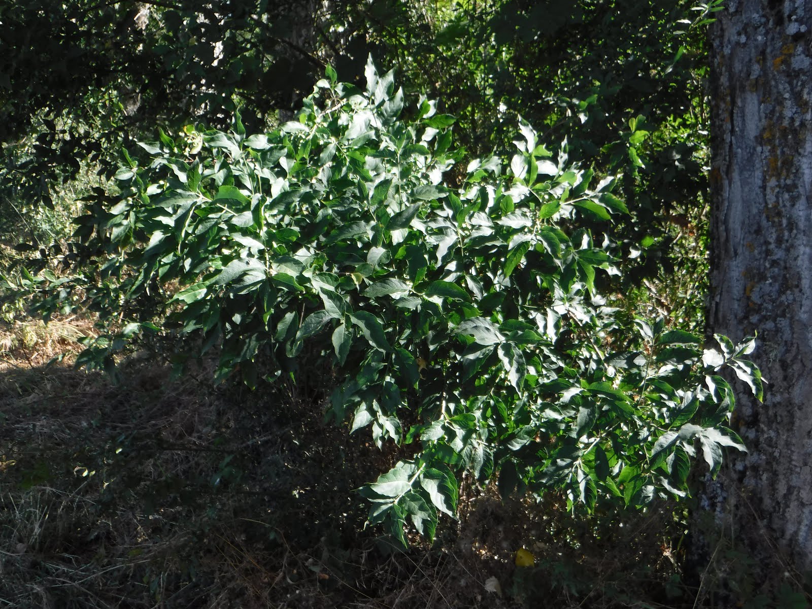 Vegetación de ribera: el bonetero