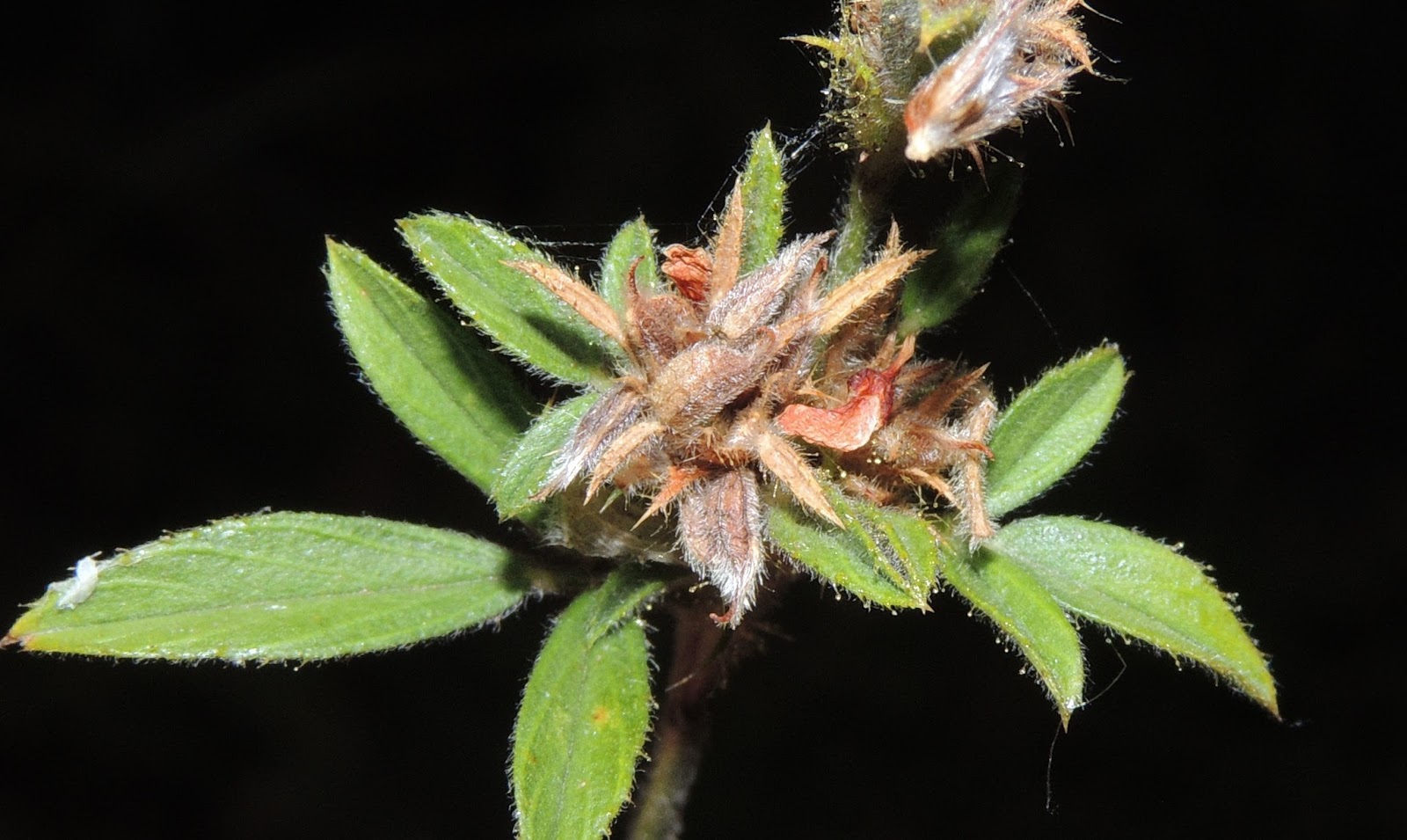 Fabaceae - Leguminosae no Brasil: Fabaceae - Stylosanthes viscosa (L.) Sw.