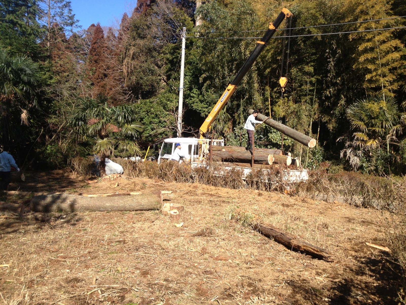 Our Japanese Eco-Kominka: East Side Tree felling in February 2013.