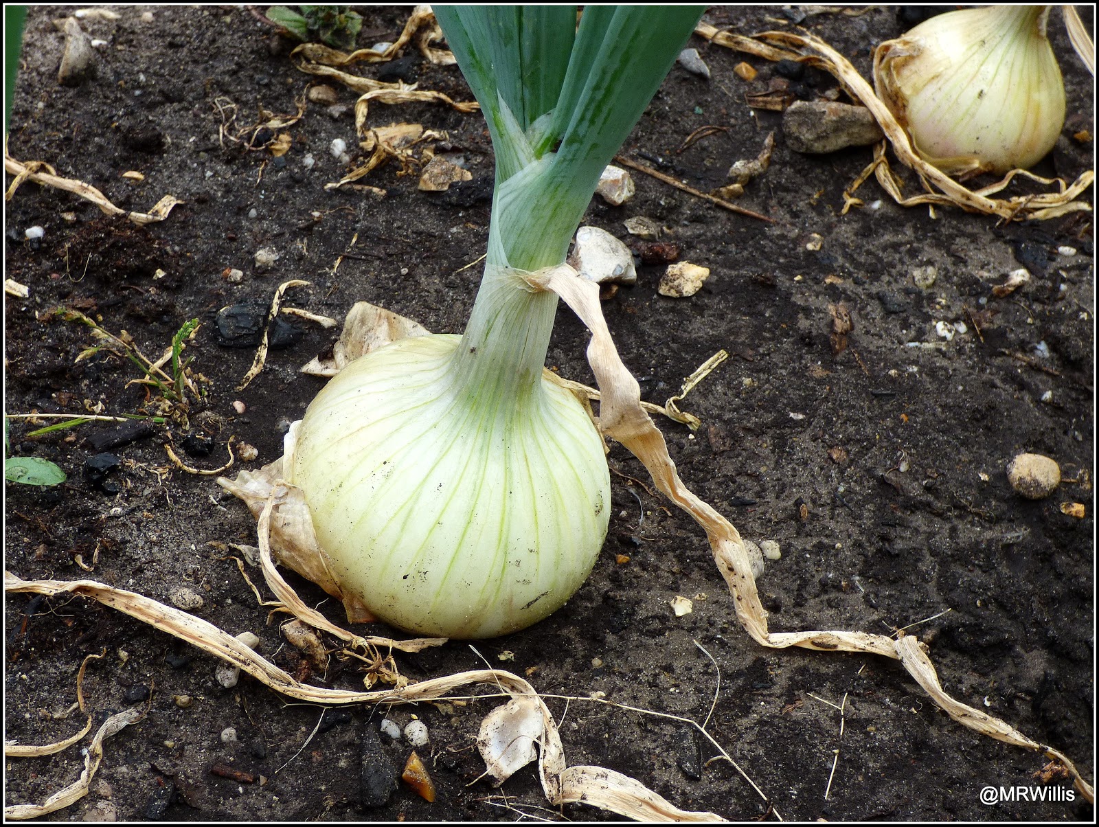 Mark's Veg Plot: Lifting onions (and potatoes)