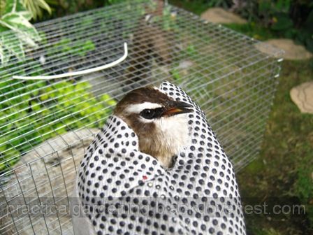 Practical Gardening: Homemade Bird Trap - Retrieving Trapped Birds
