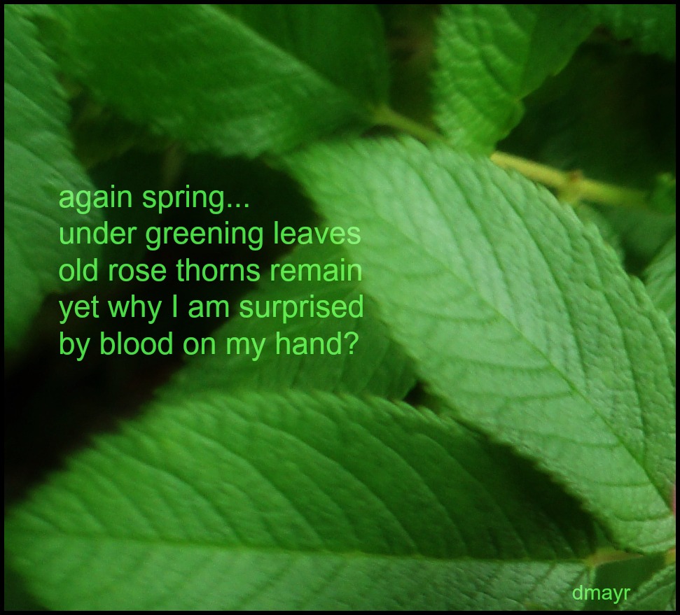 Random Noodling: Poetry Friday--Tanka