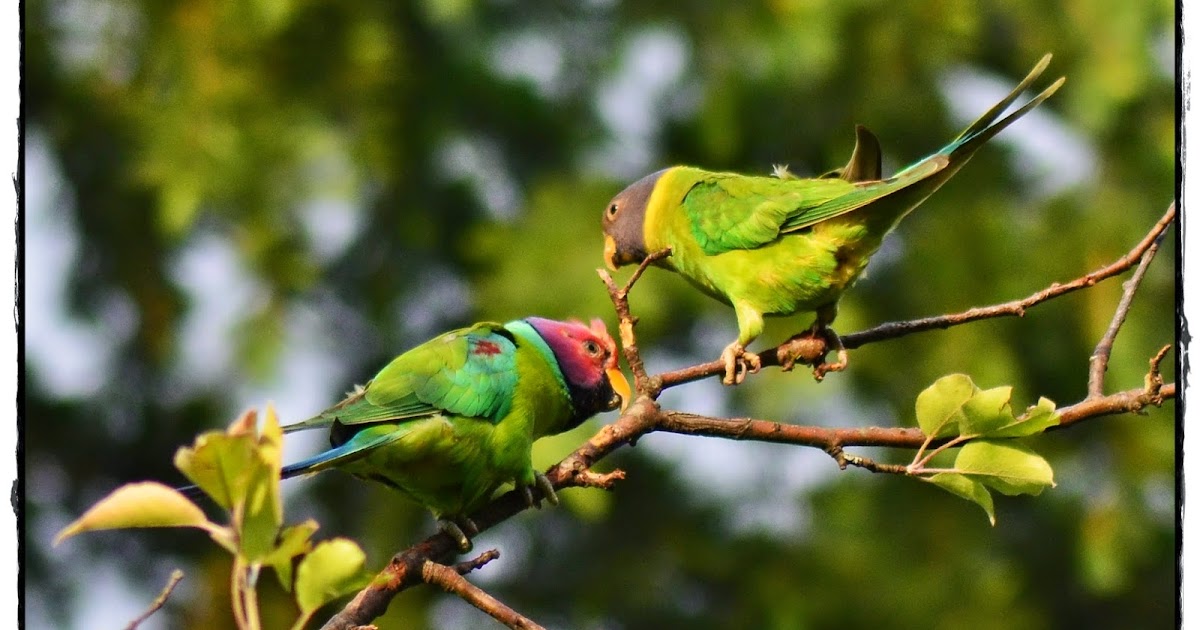 Indian Birds Photography and Details