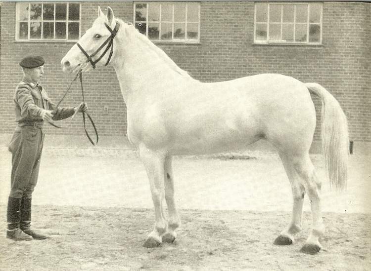 Все про тварин: Дестріє (Destrier)