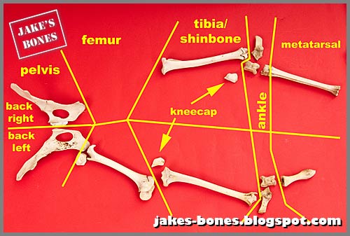 The puzzle of the three-legged deer : Jake's Bones