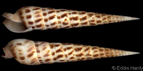 Variety of Life: Terebra