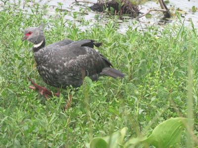Argentina nativa: Chajá (Chauna torquata)