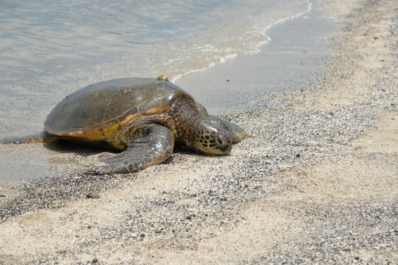 dissolved into something: June 2014