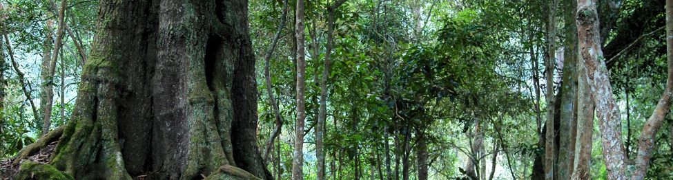 PARQUE NATURAL CHICAQUE : BOSQUE DE ROBLES