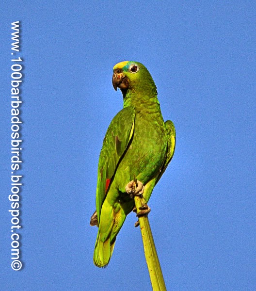 Birds of Barbados: Birds in Barbados: Residents - Amazona parrots by Dr ...