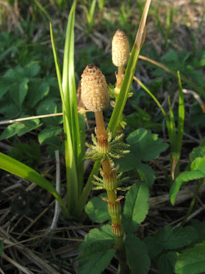 Retkiä kasvimaailmaan: Metsäkorte, Peltokorte