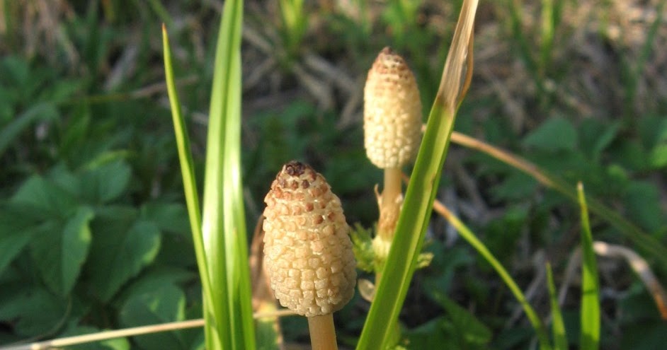 Retkiä kasvimaailmaan: Metsäkorte, Peltokorte