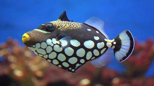 Imagenes de peces mas bonitos del mundo - Imagui