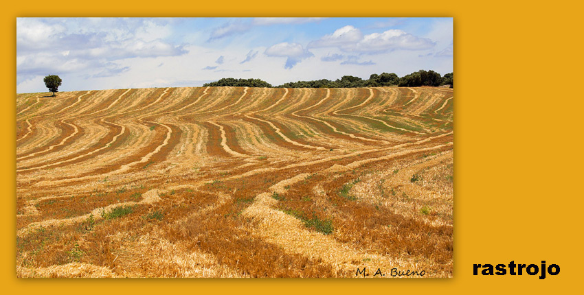 Foto-Natura-Huesca: RASTROJO, stover, ржышча, restolho, toppelfeld ...