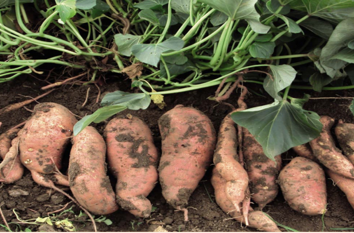 NephiCode: Was Polynesia Settled from South America? – Part II