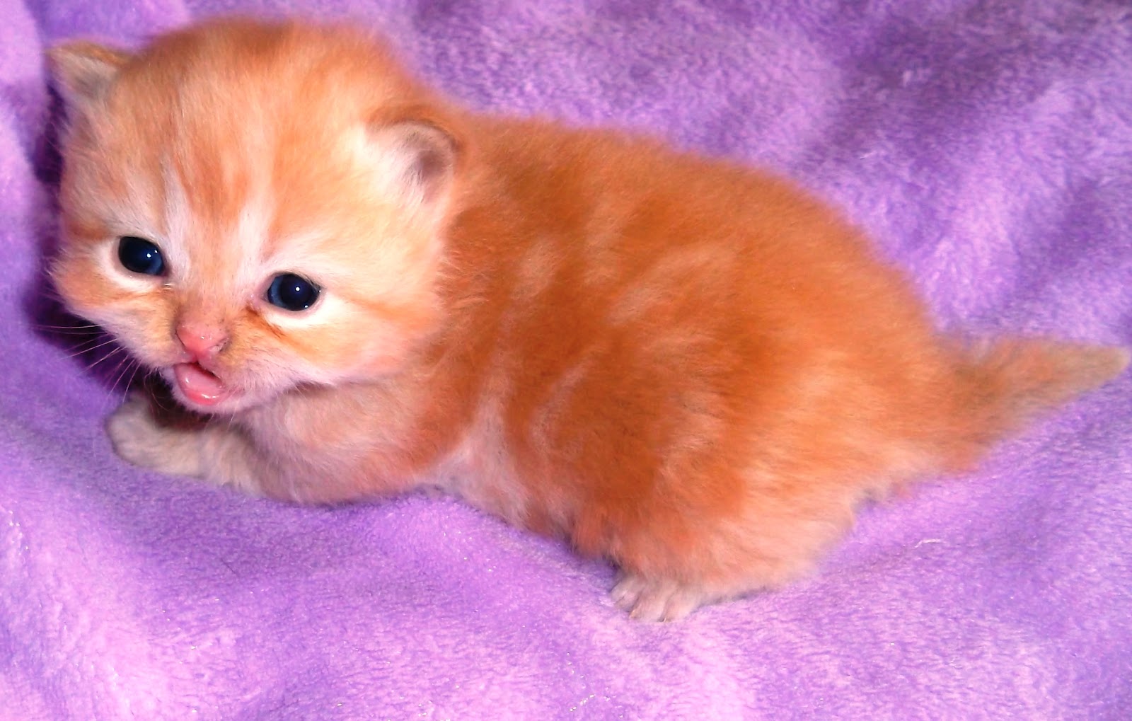 Gatos Persas Galindo: GATITO ROJO MACHO