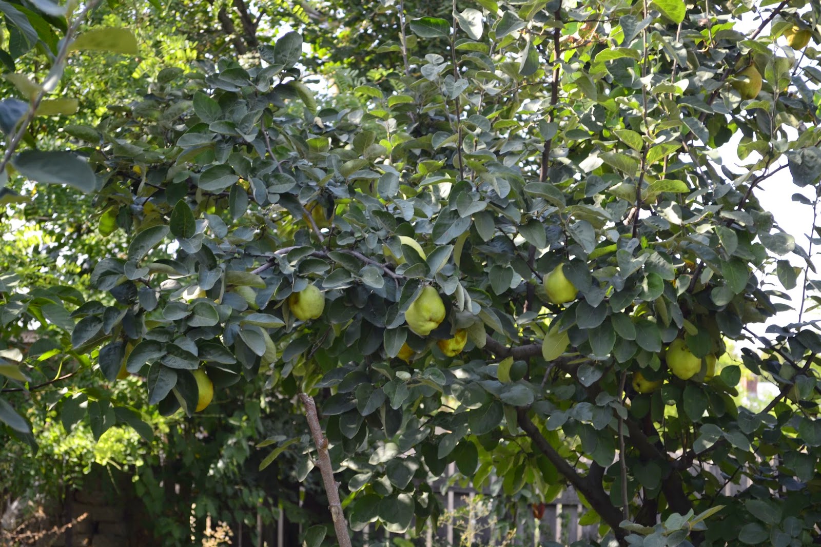 cele patru anotimpuri: Gutui