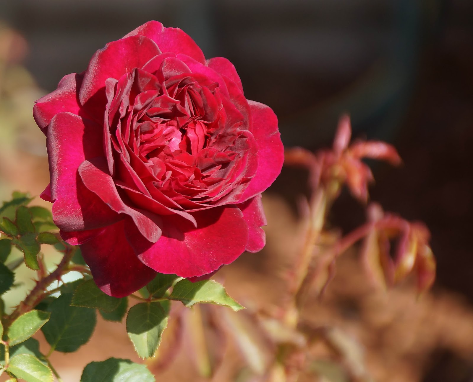 I'm Calling It: Peak Rose 2016