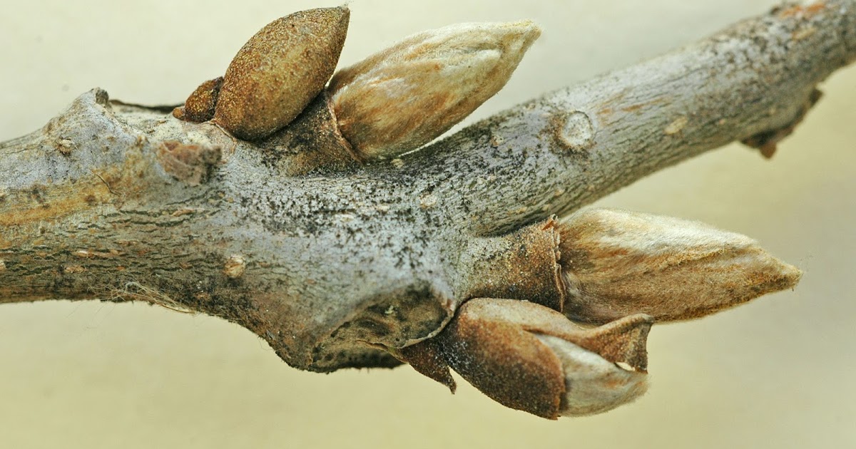 Northern Pecans: Freeze injury to pecan buds