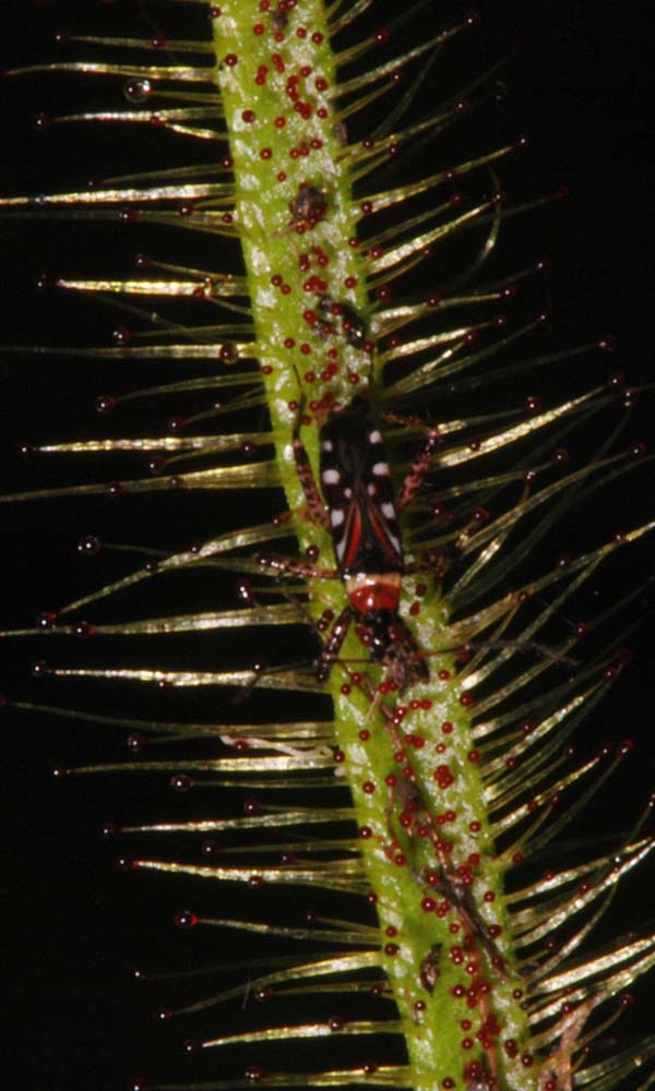 The Nature of Robertson: Tiny spotted-leg Assassin Bug, on Sundew
