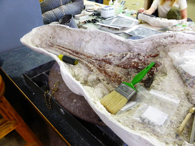 cruisingat60: Archeo and Paleo - you know, those dirt-diggers