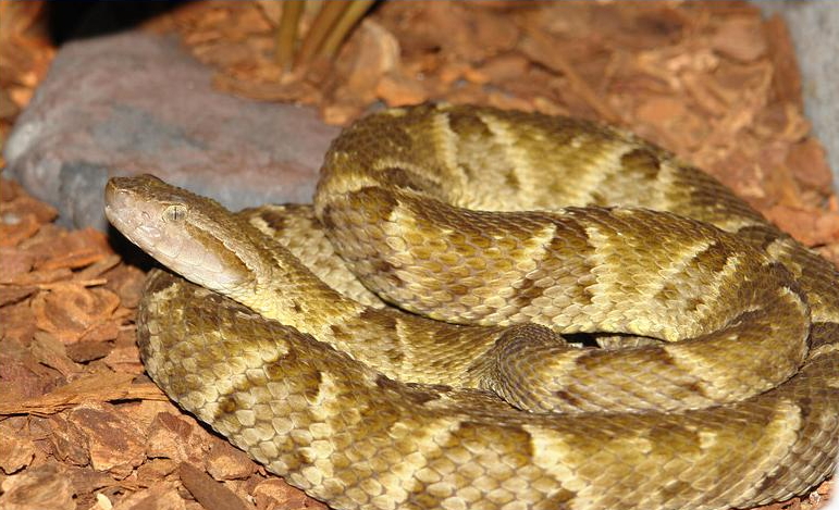 Operation: Over-seas: dealing with one of the most poisonous snakes in ...