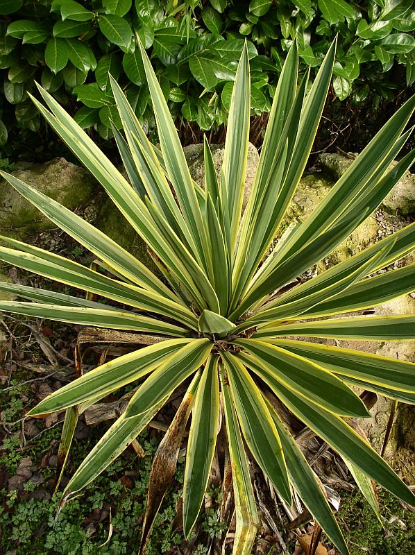 PlantWerkz: Spanish Dagger - Yucca Gloriosa