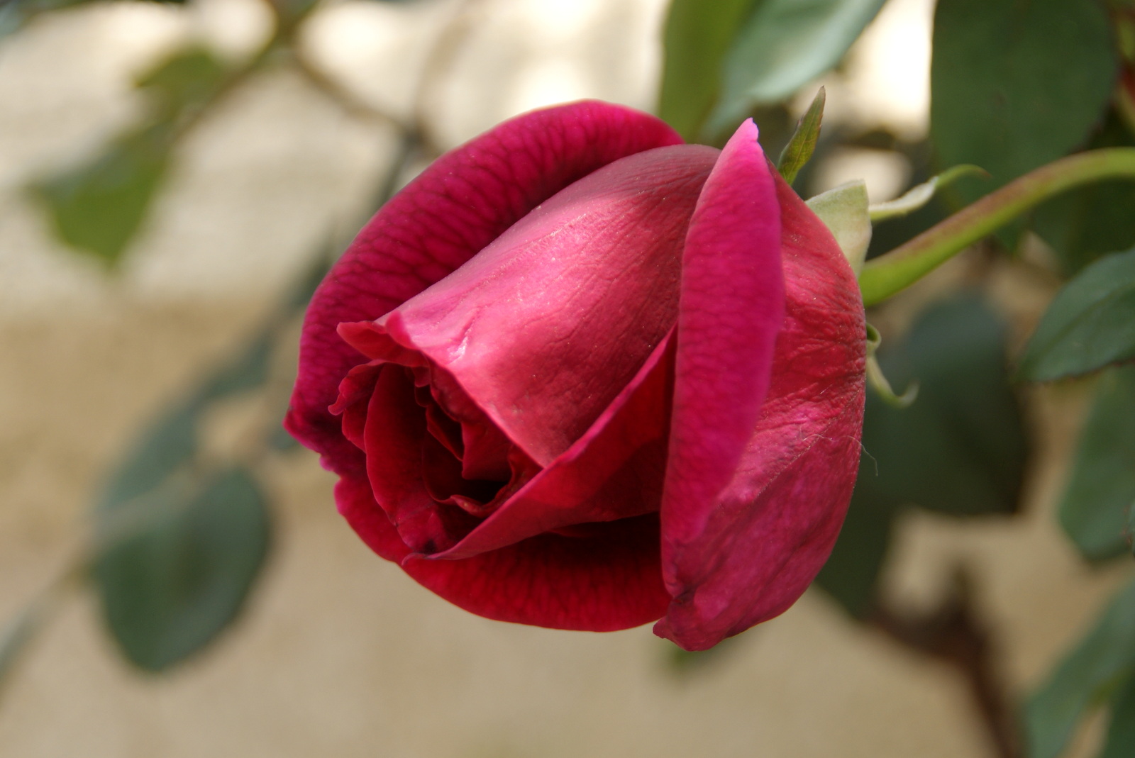 Organic Garden Dreams: March Roses