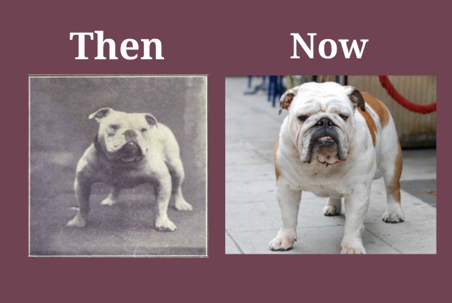 Popular Dog Breeds and their evolution from 100 years ago till today ...