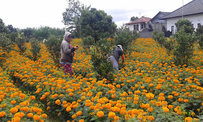 BALIKINI.NET | BERIMBANG, OBYEKTIF, BERBUDAYA
