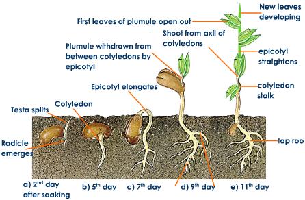 Bud and Spud: The Germination Explanation