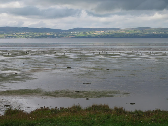 irishbrentgoose: Lough Foyle Today...