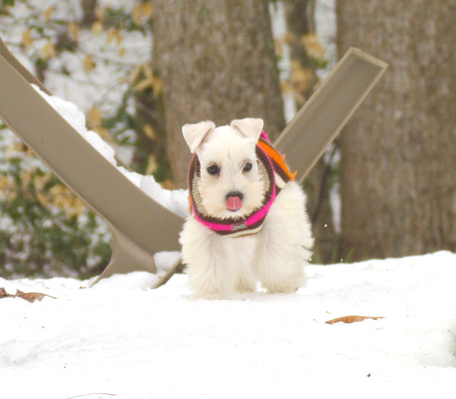 Growing Puppies - Virginia Schnoodle Breeder --Hypoallergenic Dogs ...