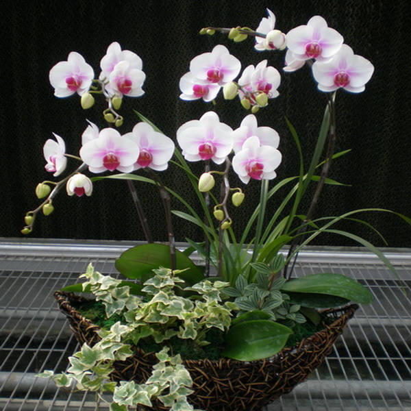 0822 4602 4567 | Toko Bunga BSD Tangerang: Toko Bunga Bintaro Melayani ...