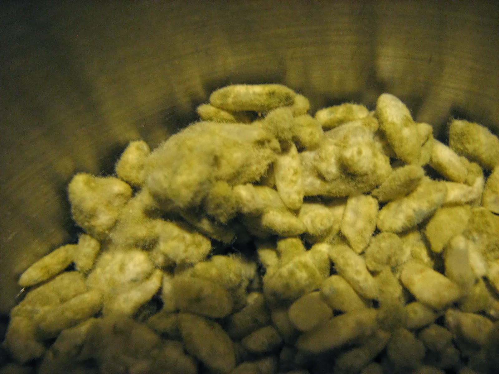 Sake Saru's Guide to Home Brew Sake.: Arrival of my Tane-Koji Grains ...