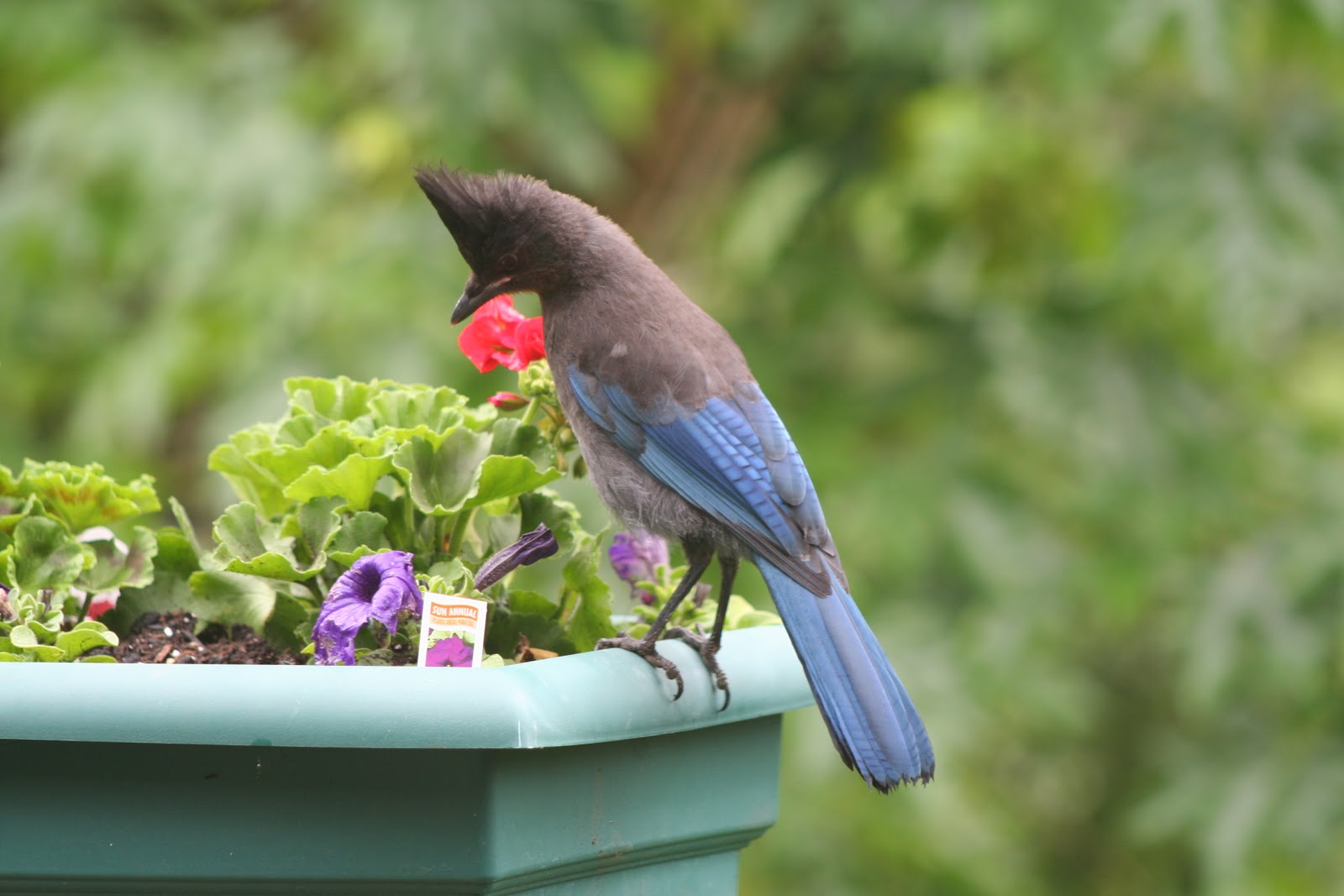 Shoreline Area News: For the Birds: Steller’s Jay—Boldly It Goes