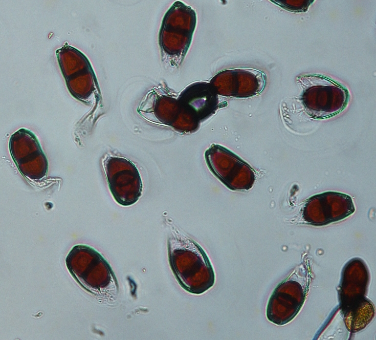 NMSU Plant Clinic: Featured Diagnosis: Heuchera Rust