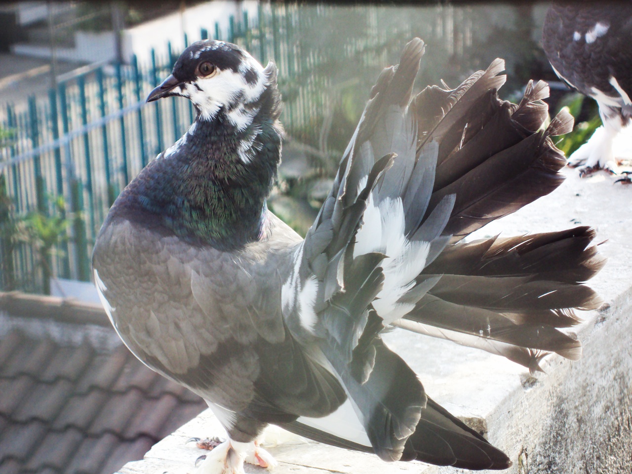 toko bagong farm: merpati kipas blorok