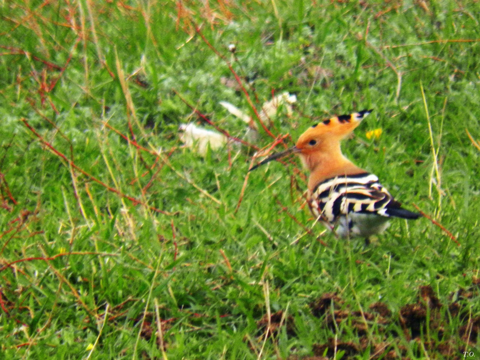 PASARI DIN ROMANIA: PUPAZA, Upupa epops