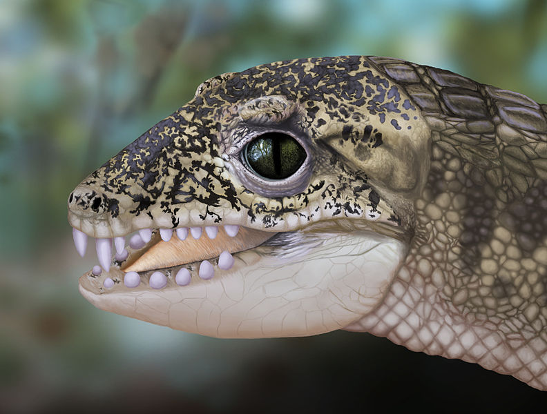 Species New to Science: [Paleontology • 2009] Morrinhosuchus luziae • a ...