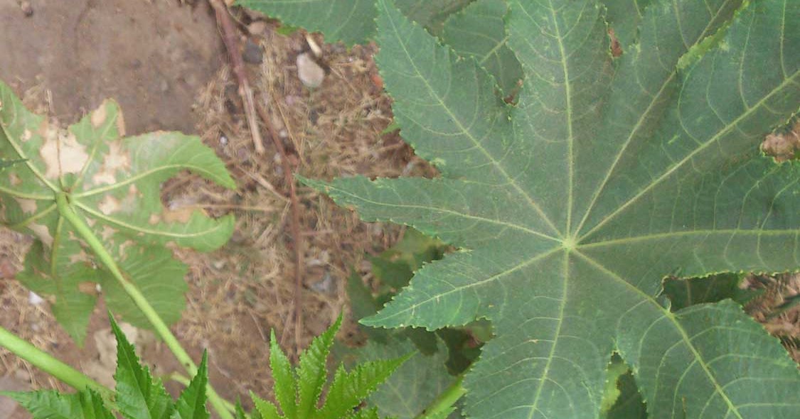 Medicinal Plants: Ricinus communis, Eranda, Amudam, Aamanakku -Part-3