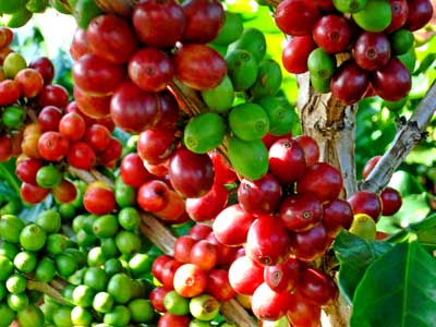 Kopi Toraja Robusta Asli Tana Toraja ~ Jual Kopi Toraja Asli