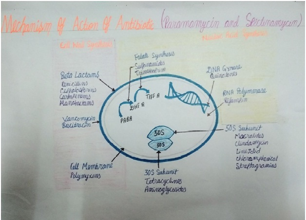 Pharmacology of Drugs: Paromomycin and Spectinomycin-Mechanism of action