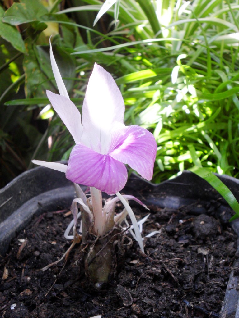 Flor Morada Flor de Resurrección bulbosas - Mi Patio Ecológico