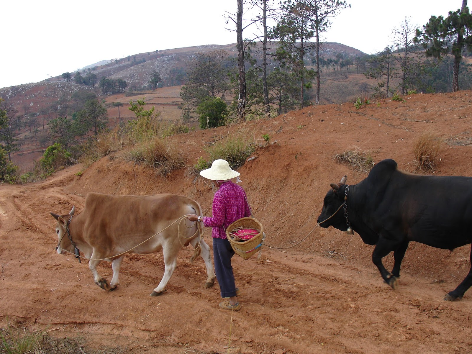 1 : LA VACA DE SHAHONGKOU (CHINA), Fr. Jose Ángel López Legido